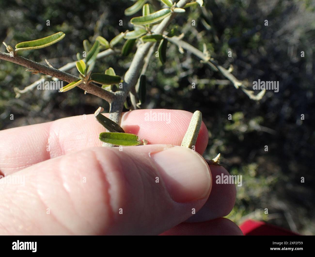 Desert Caper (Atamisquea emarginata) Plantae Stock Photo - Alamy
