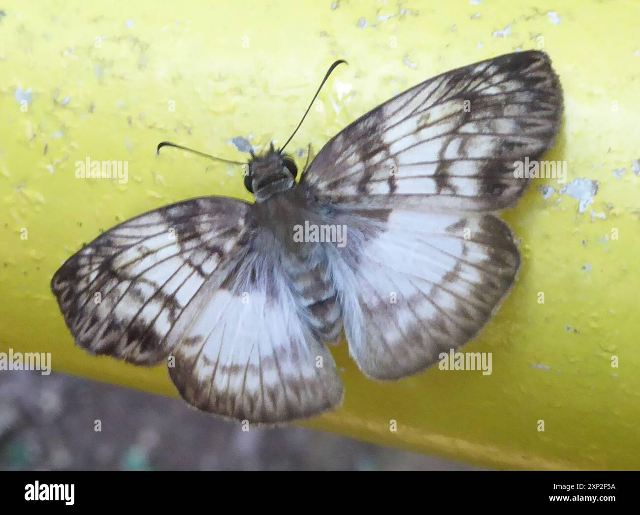 Mylon hi-res stock photography and images - Alamy