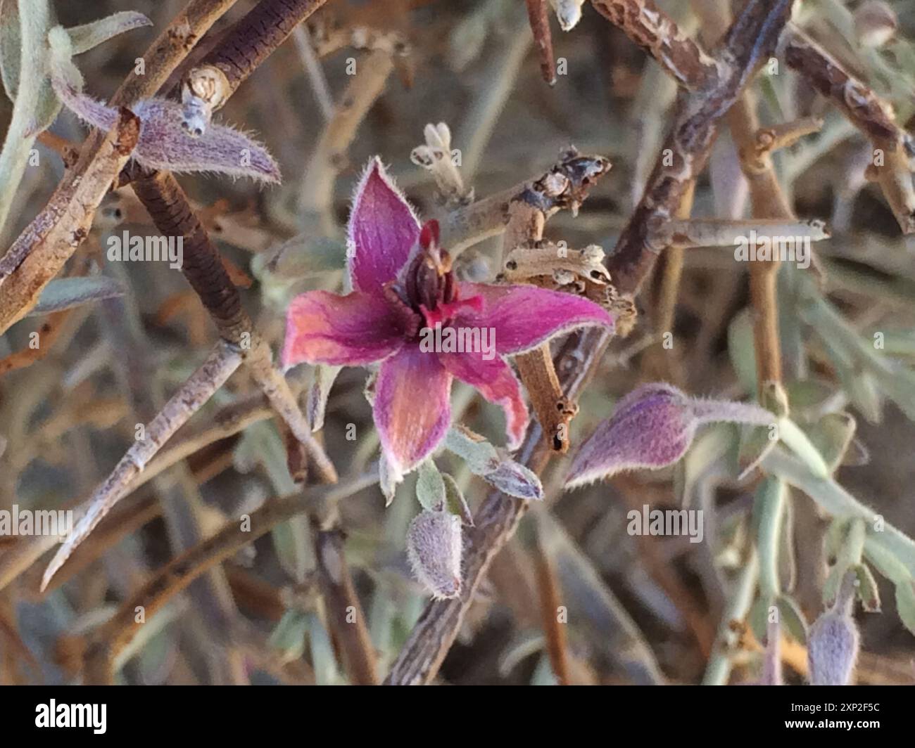 White Rhatany (Krameria bicolor) Plantae Stock Photo - Alamy