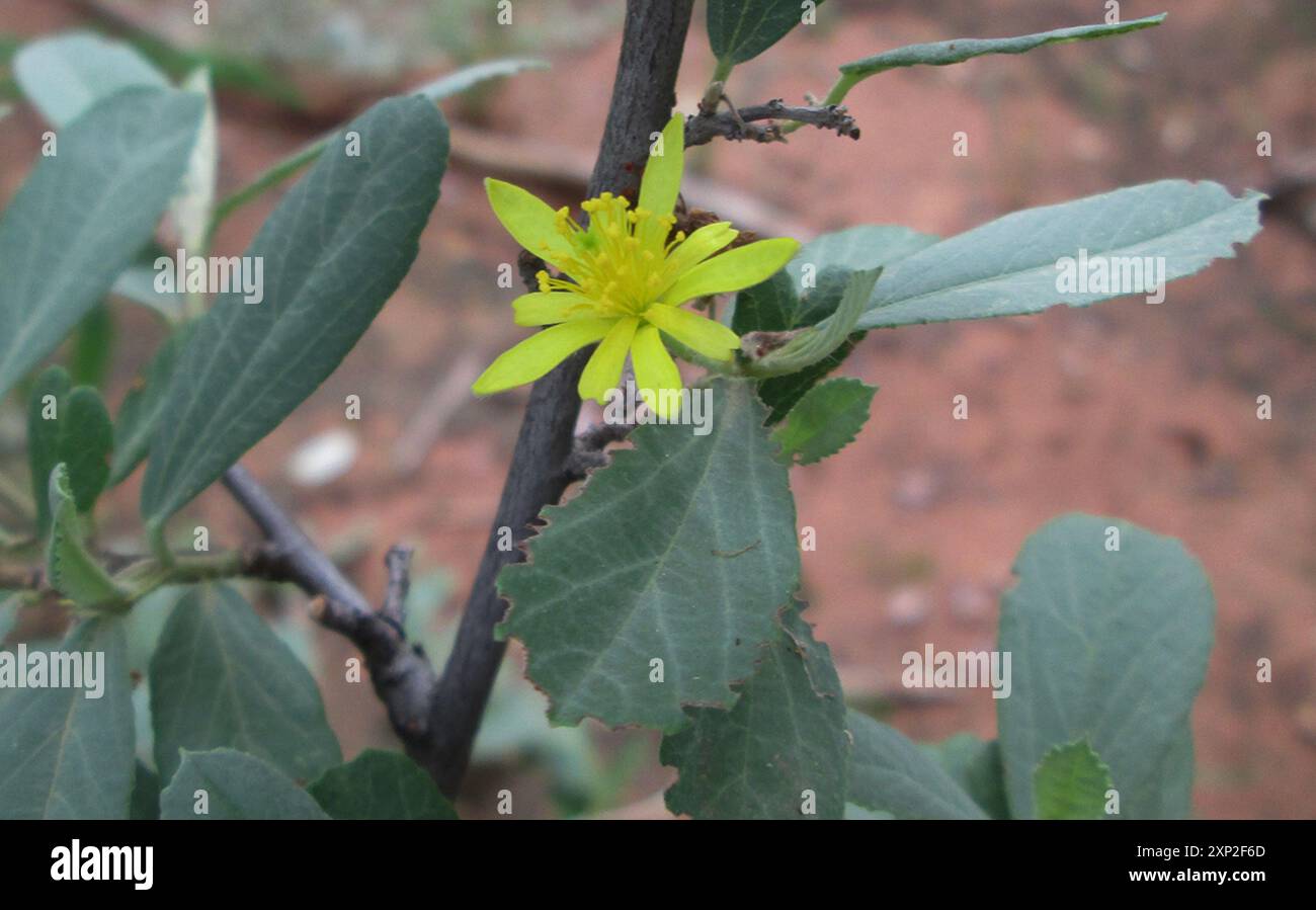 Velvet Raisin (Grewia flava) Plantae Stock Photo - Alamy