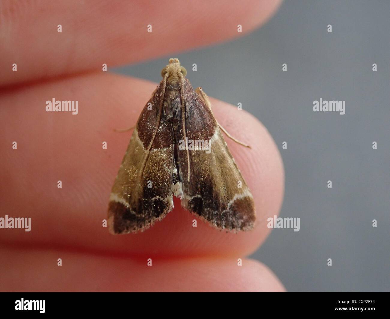 Meal moth (Pyralis farinalis) Insecta Stock Photo - Alamy