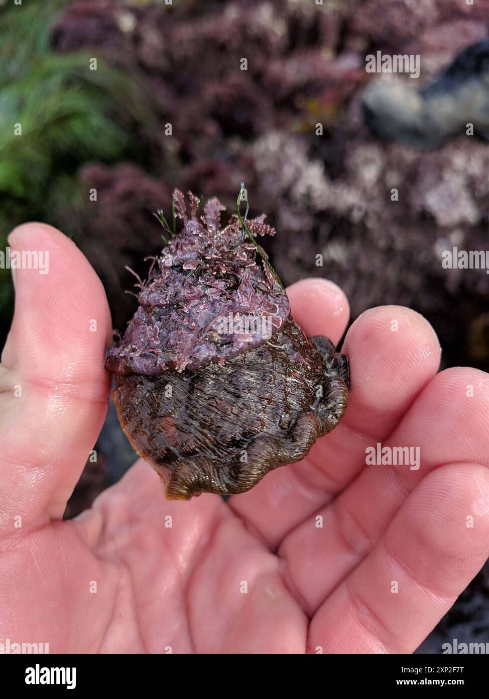 Wavy Turban (Megastraea undosa) Mollusca Stock Photo - Alamy