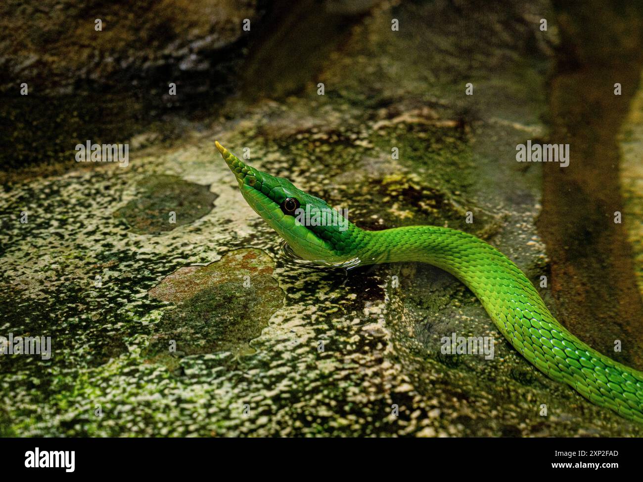 Vietnamese long-nosed snake (Gonyosoma boulengeri) on a branch, captive ...