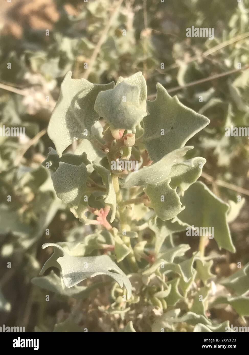 Desert Holly (Atriplex hymenelytra) Plantae Stock Photo - Alamy