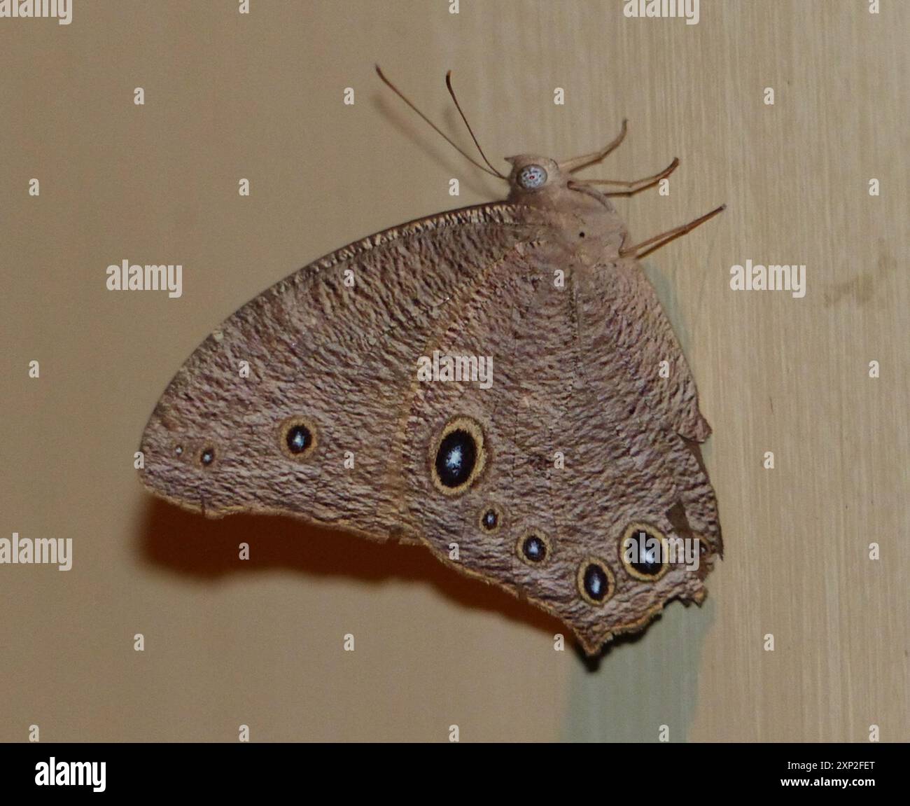 Common Evening Brown (Melanitis leda) Insecta Stock Photo - Alamy