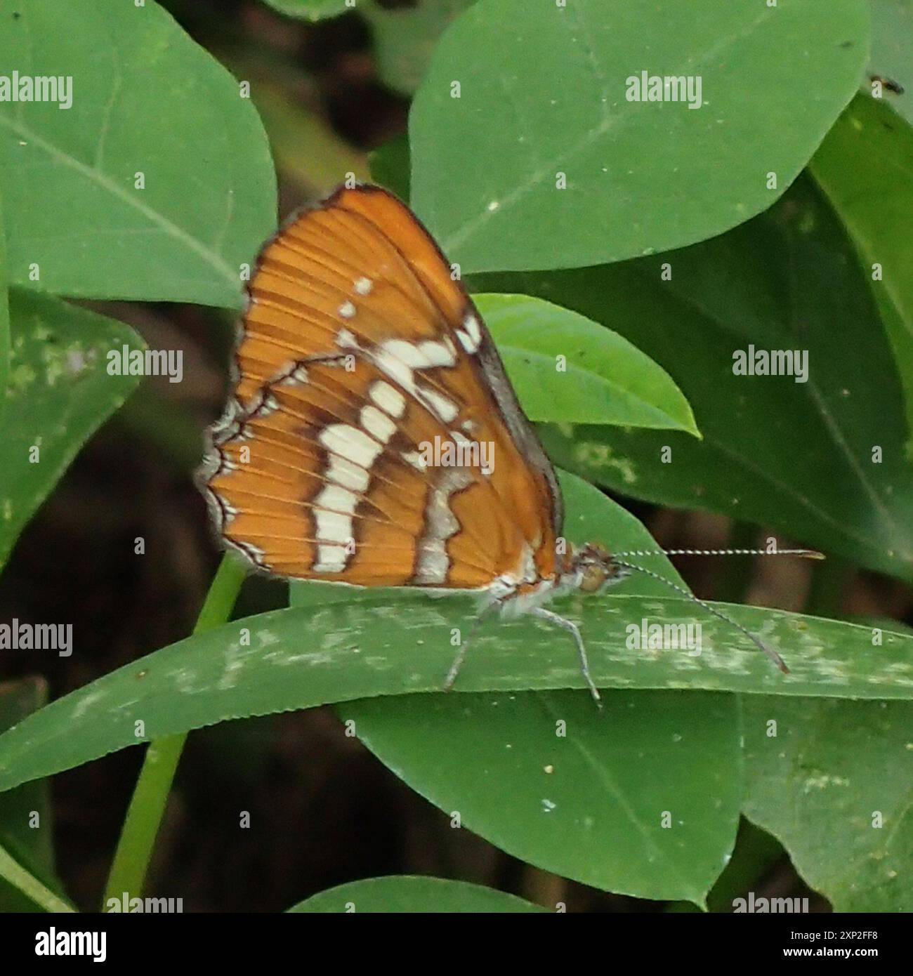 Mestra dorcas hi-res stock photography and images - Alamy