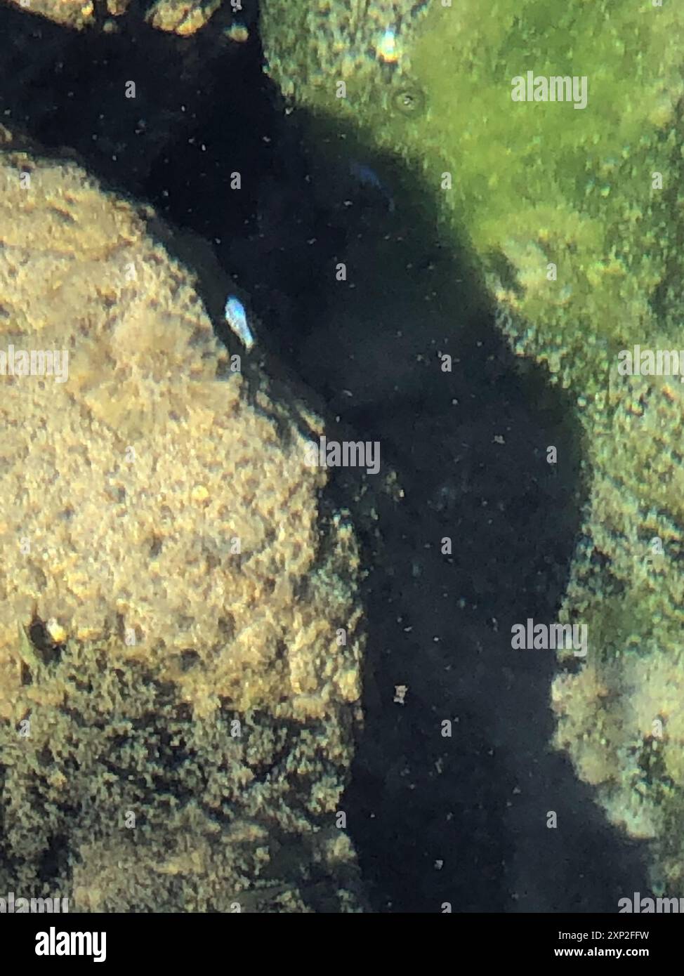 Ash Meadows Amargosa Pupfish (Cyprinodon nevadensis mionectes ...