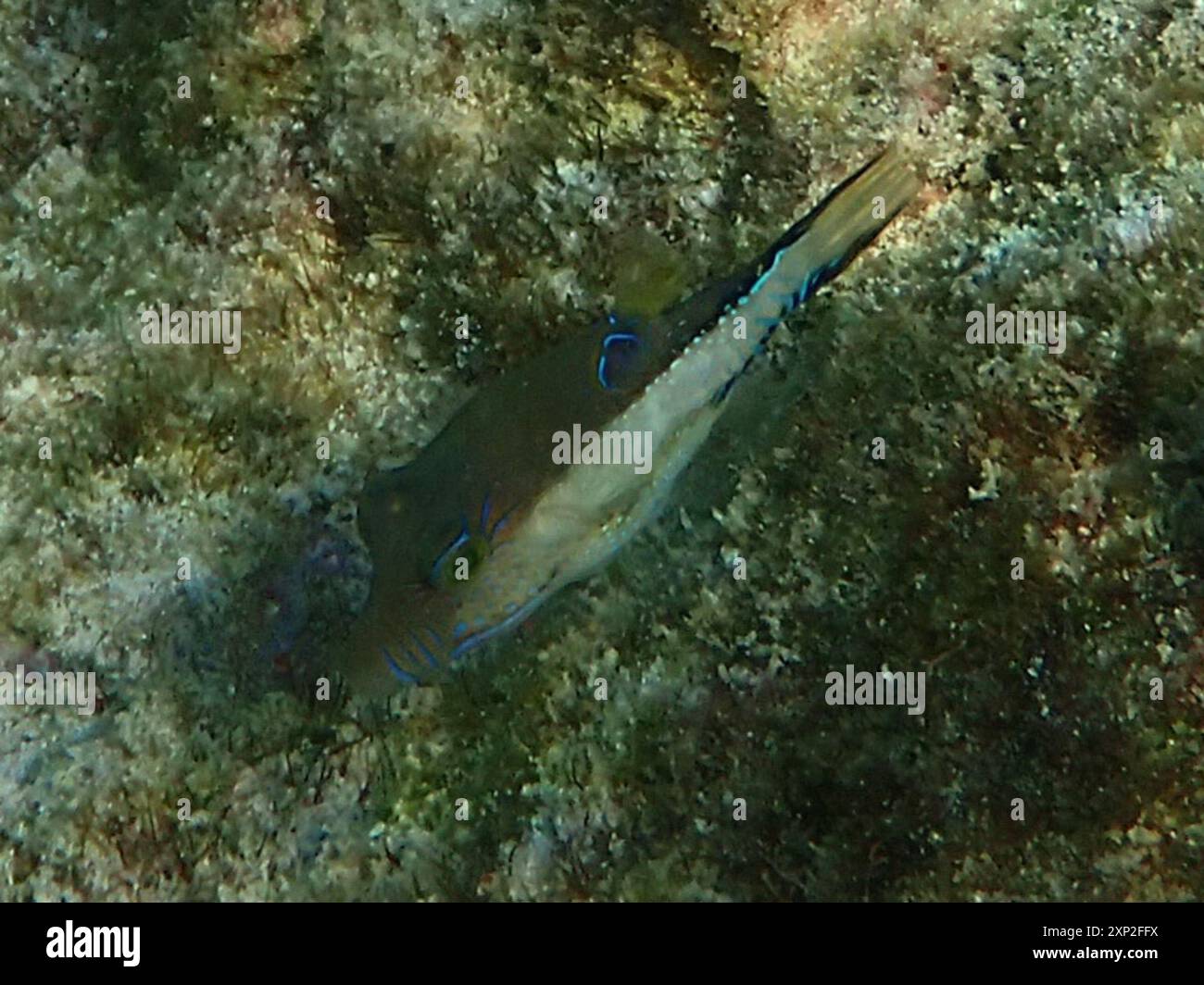 Caribbean Sharpnose Puffer (Canthigaster rostrata) Actinopterygii Stock ...