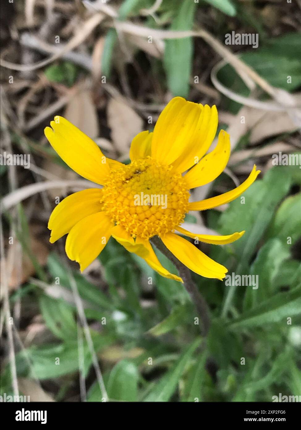 Stemmy Four-nerved Daisy (Tetraneuris scaposa) Plantae Stock Photo - Alamy