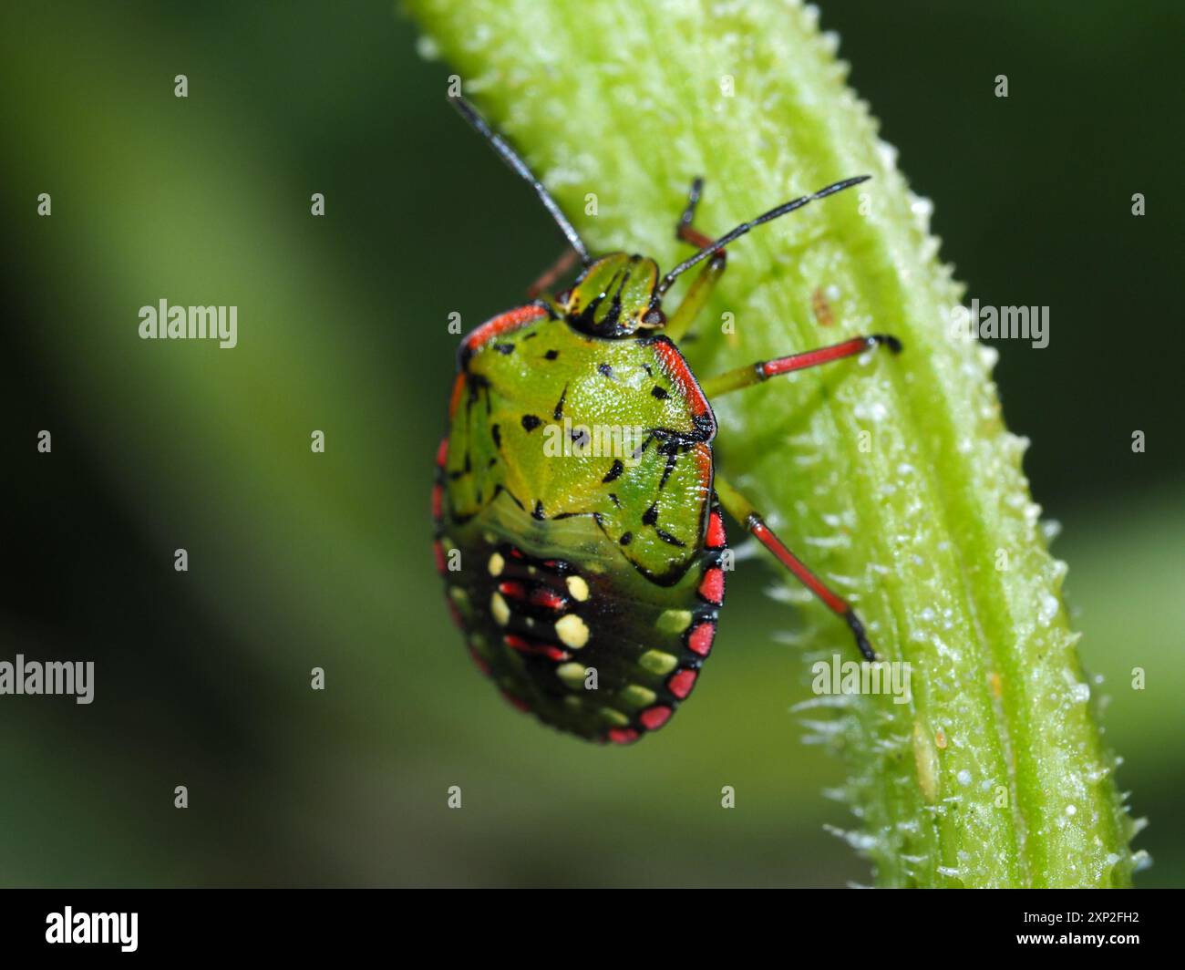 Southern Green Stink Bug (Nezara viridula) Insecta Stock Photo - Alamy