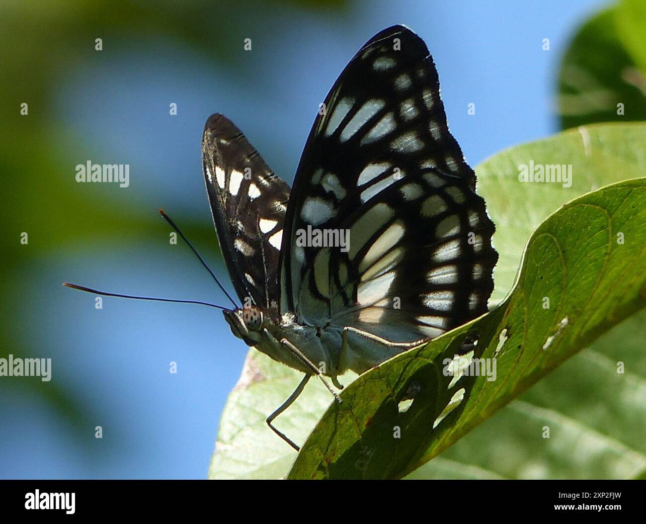 Blackvein sergeant athyma ranga hi-res stock photography and images - Alamy
