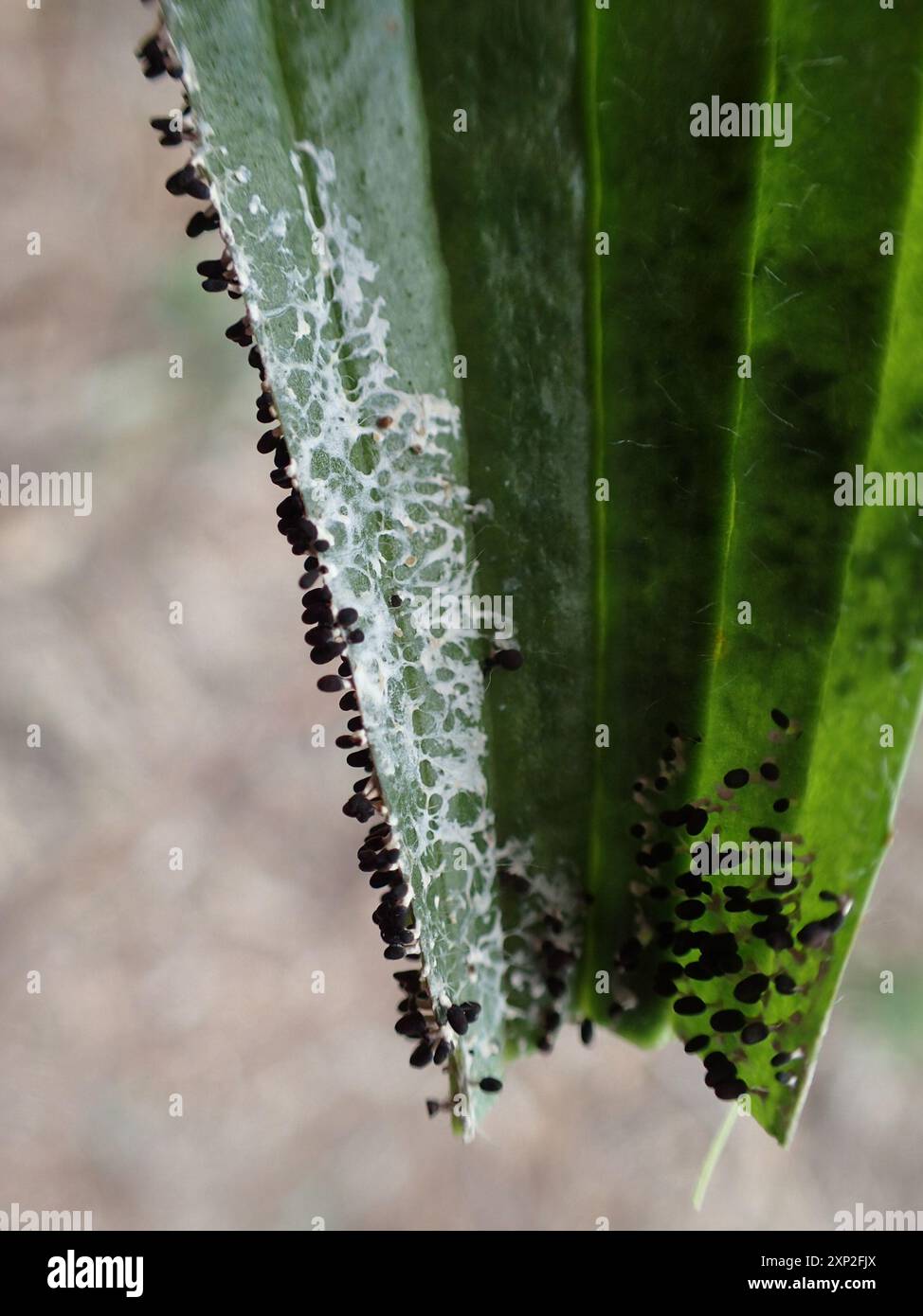 White-footed Slime (Diachea leucopodia) Protozoa Stock Photo - Alamy