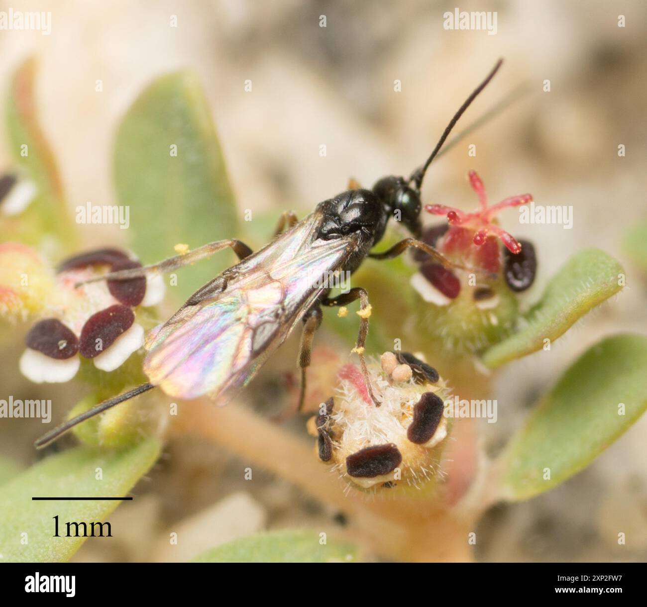 Ichneumonid and Braconid Wasps (Ichneumonoidea) Insecta Stock Photo - Alamy