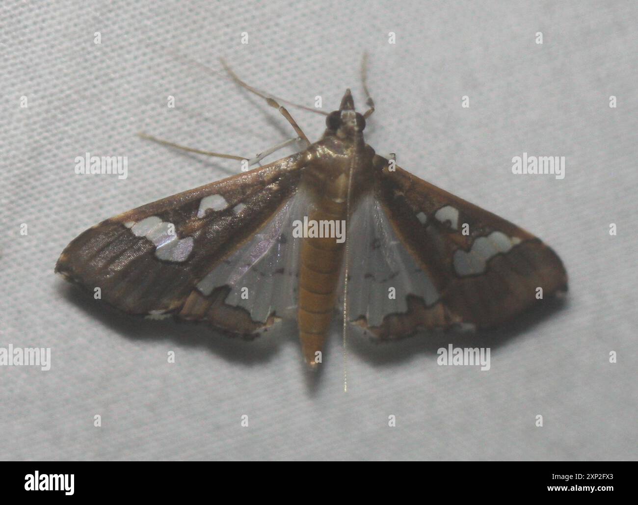 Mung Bean Moth (Maruca vitrata) Insecta Stock Photo - Alamy