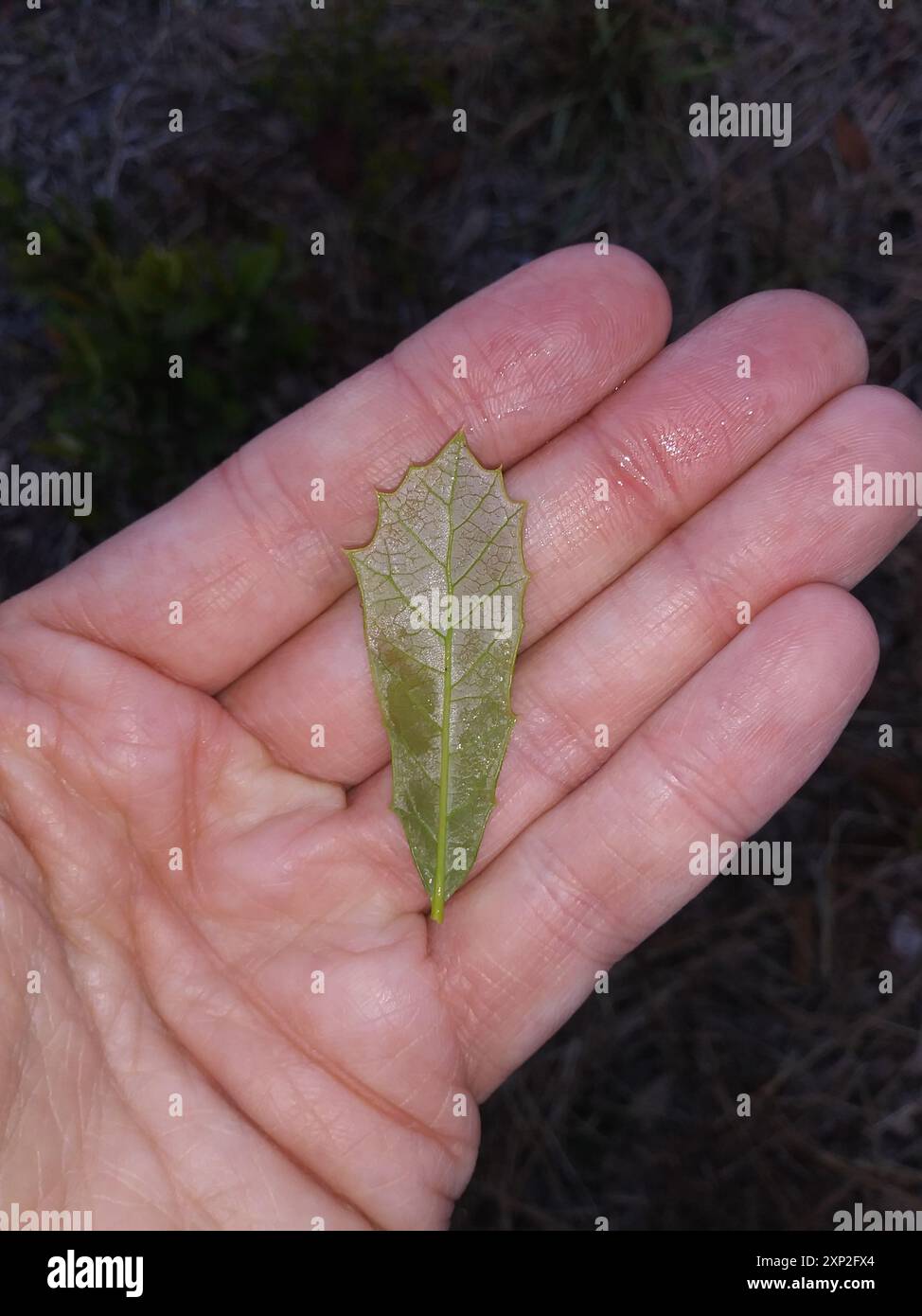 dwarf live oak (Quercus minima) Plantae Stock Photo - Alamy