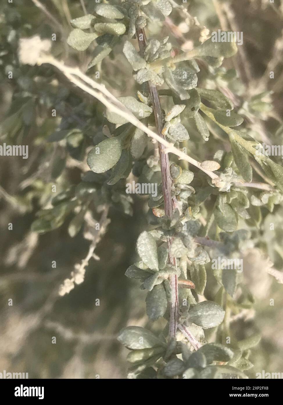 Saltbushes (Atriplex) Plantae Stock Photo - Alamy