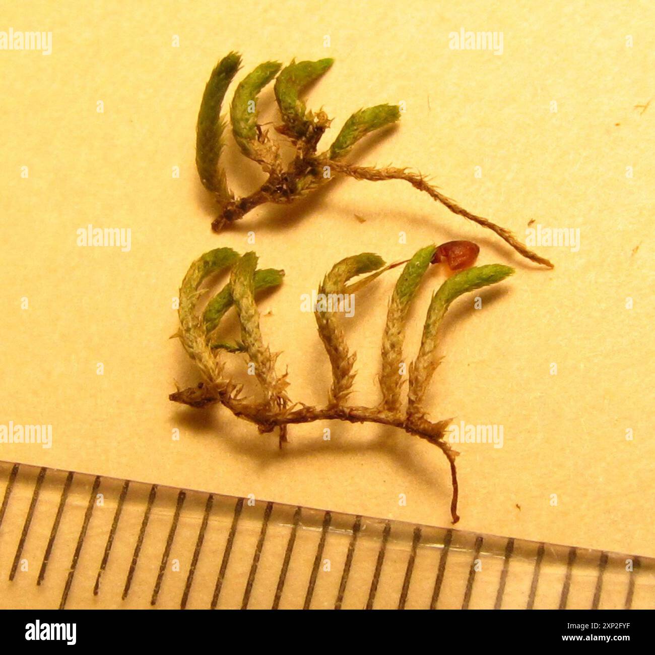 smooth hook moss (Leucodon julaceus) Plantae Stock Photo - Alamy