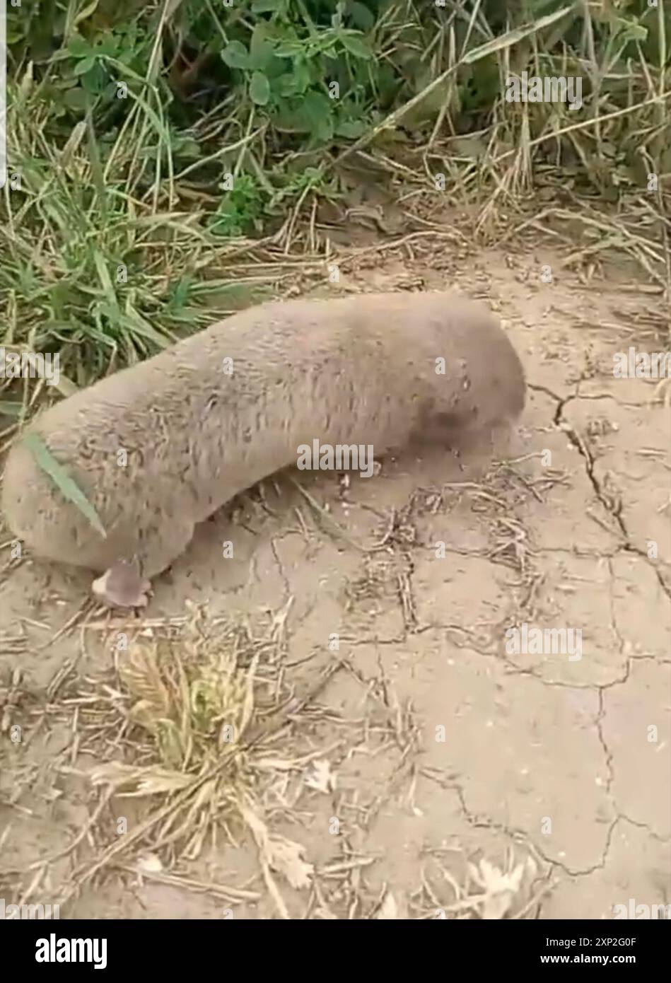 Spalax microphthalmus hi-res stock photography and images - Alamy