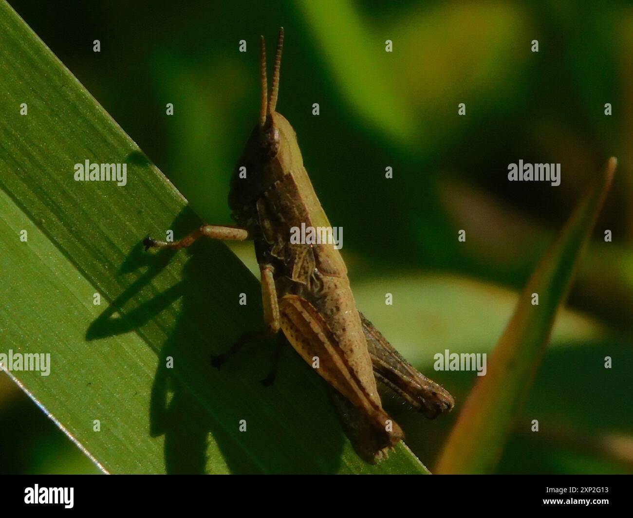 Short-winged Green Grasshopper (Dichromorpha viridis) Insecta Stock Photo - Alamy