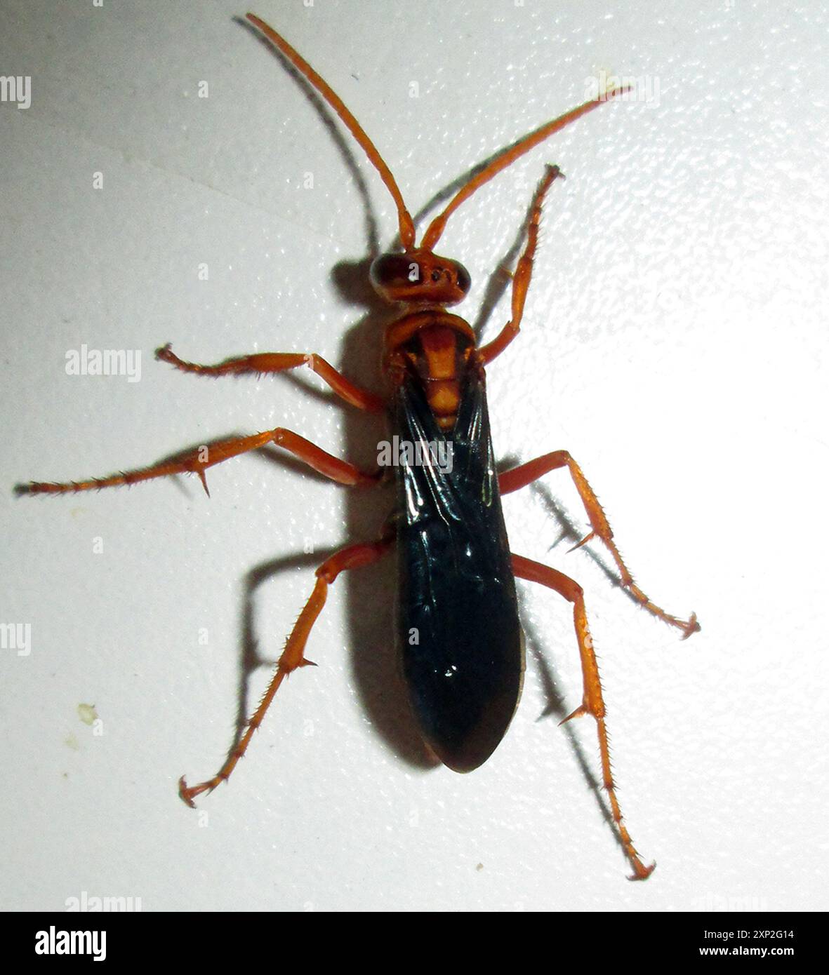 Spider Wasps (Pompilidae) Insecta Stock Photo - Alamy