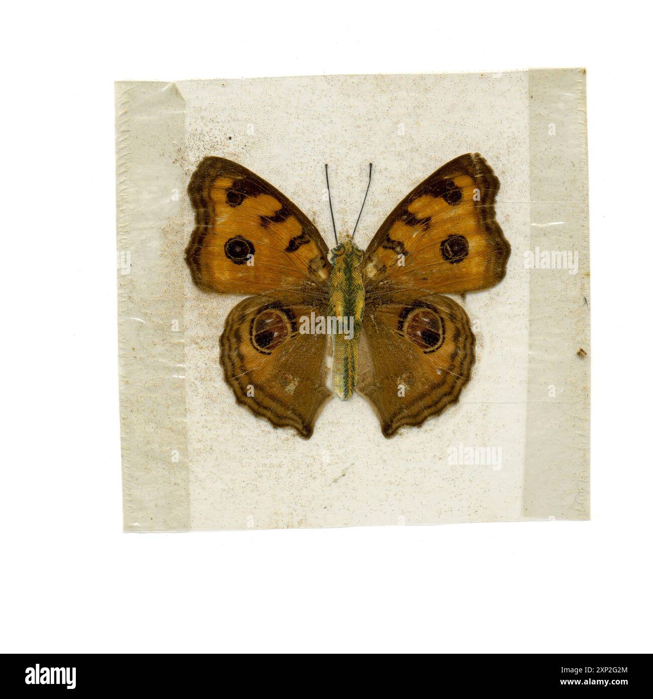 A vintage buckeye butterly specimen (Junonia coenia) purchased by mail ...