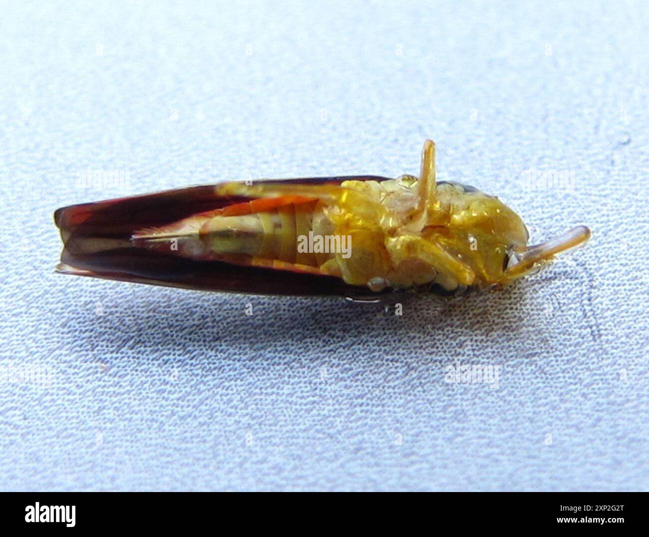 Red-banded Leafhopper (Graphocephala coccinea) Insecta Stock Photo - Alamy