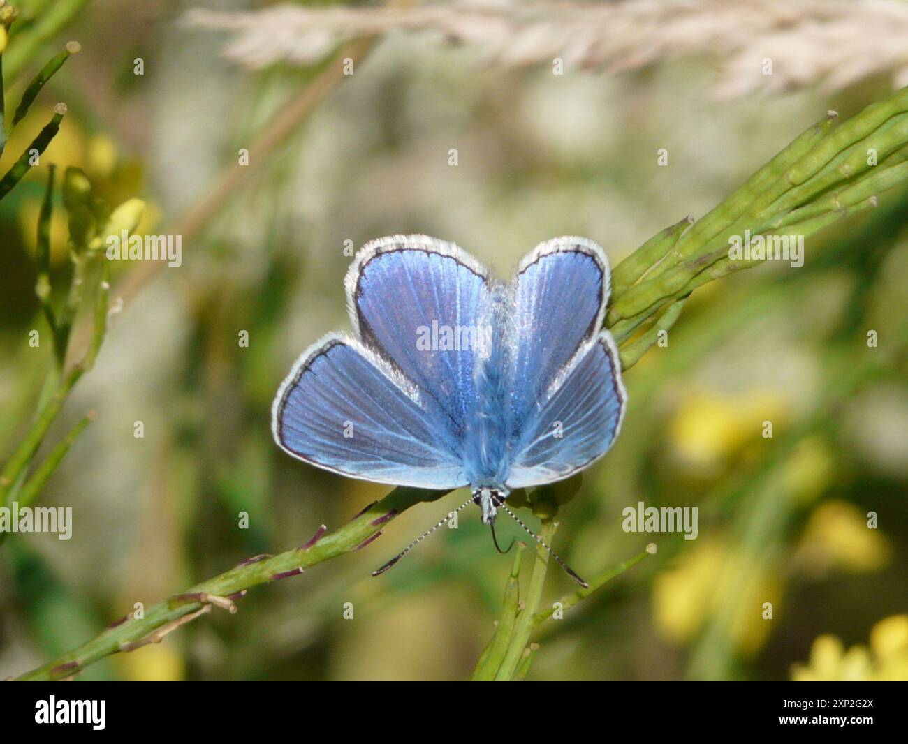Common Blue (Polyommatus icarus) Insecta Stock Photo - Alamy