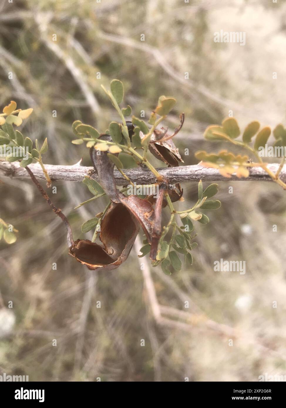 Catclaw Acacia (Senegalia greggii) Plantae Stock Photo - Alamy