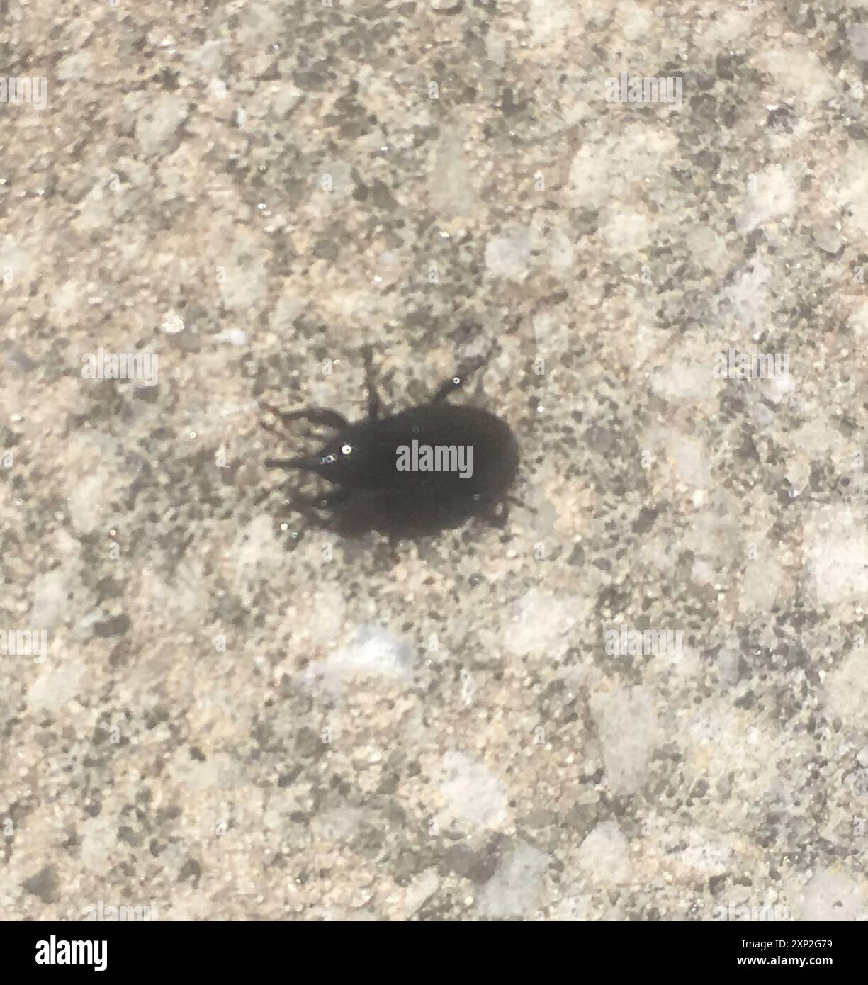 Billbug Weevils (Sphenophorus) Insecta Stock Photo - Alamy