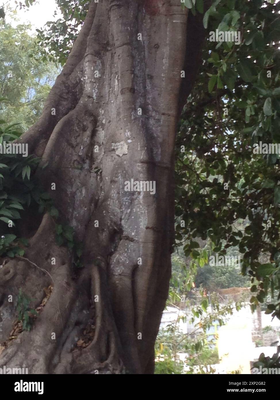 nacapul (Ficus cotinifolia) Plantae Stock Photo - Alamy