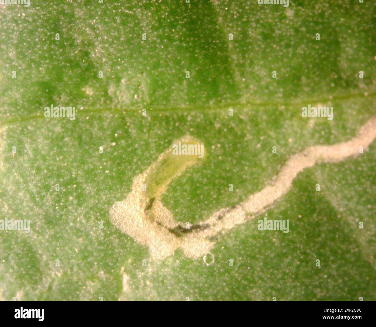 (Liriomyza bryoniae) Insecta Stock Photo - Alamy