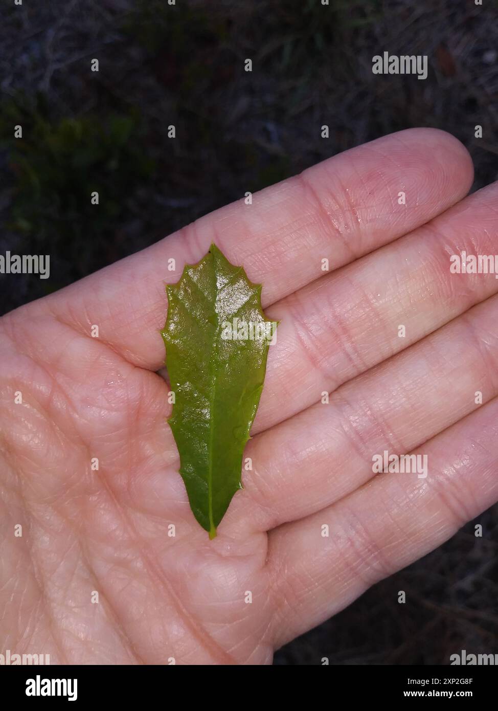 dwarf live oak (Quercus minima) Plantae Stock Photo - Alamy