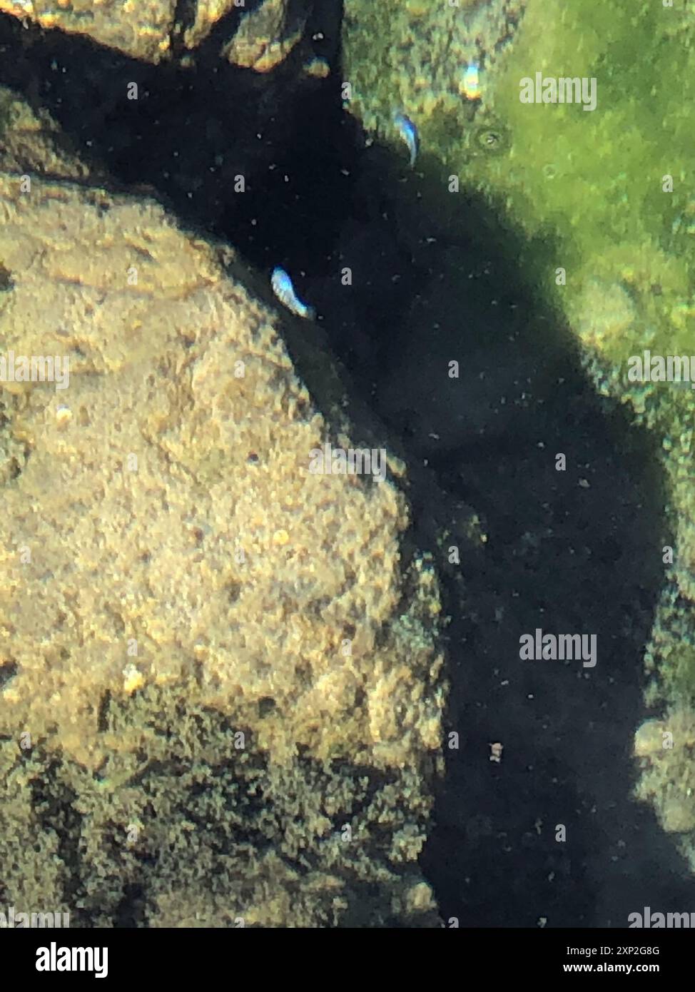 Ash Meadows Amargosa Pupfish (Cyprinodon nevadensis mionectes ...