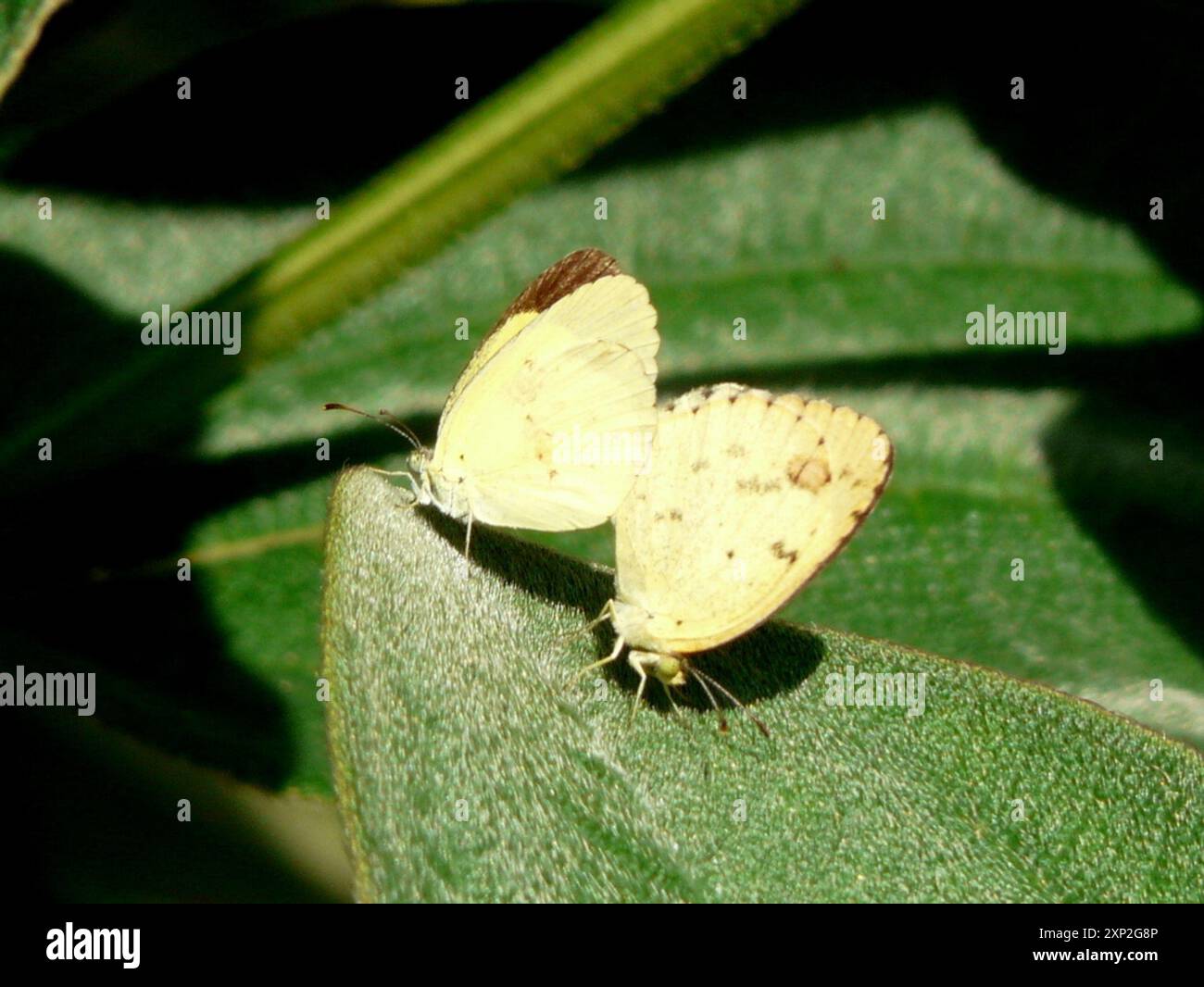 Little Yellow (Pyrisitia lisa) Insecta Stock Photo - Alamy