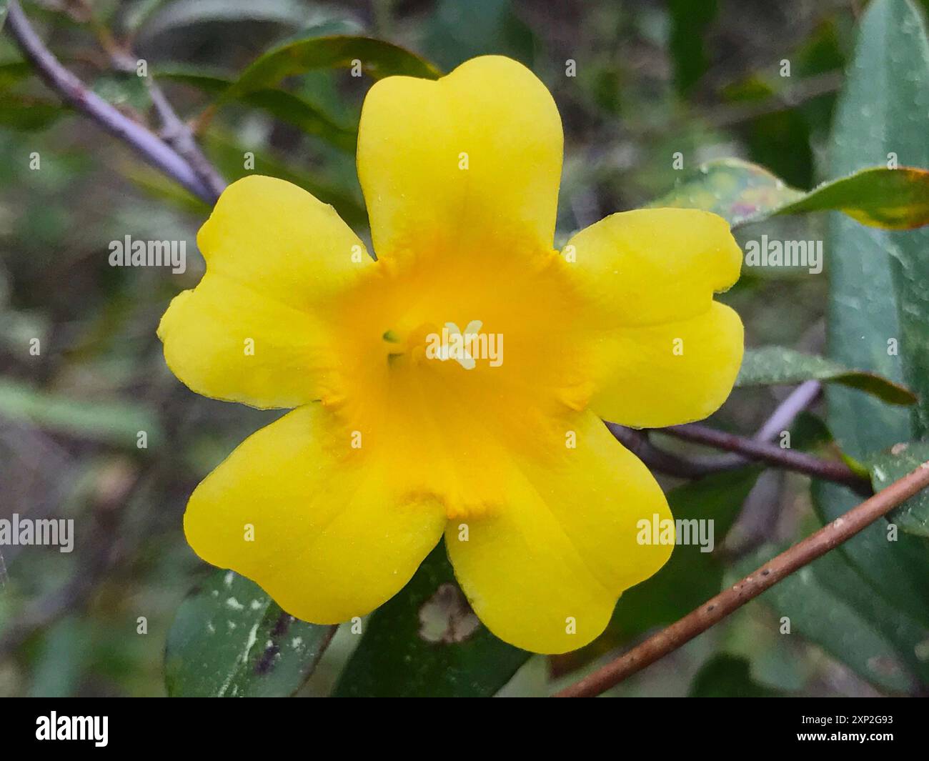 yellow jessamine (Gelsemium sempervirens) Plantae Stock Photo - Alamy