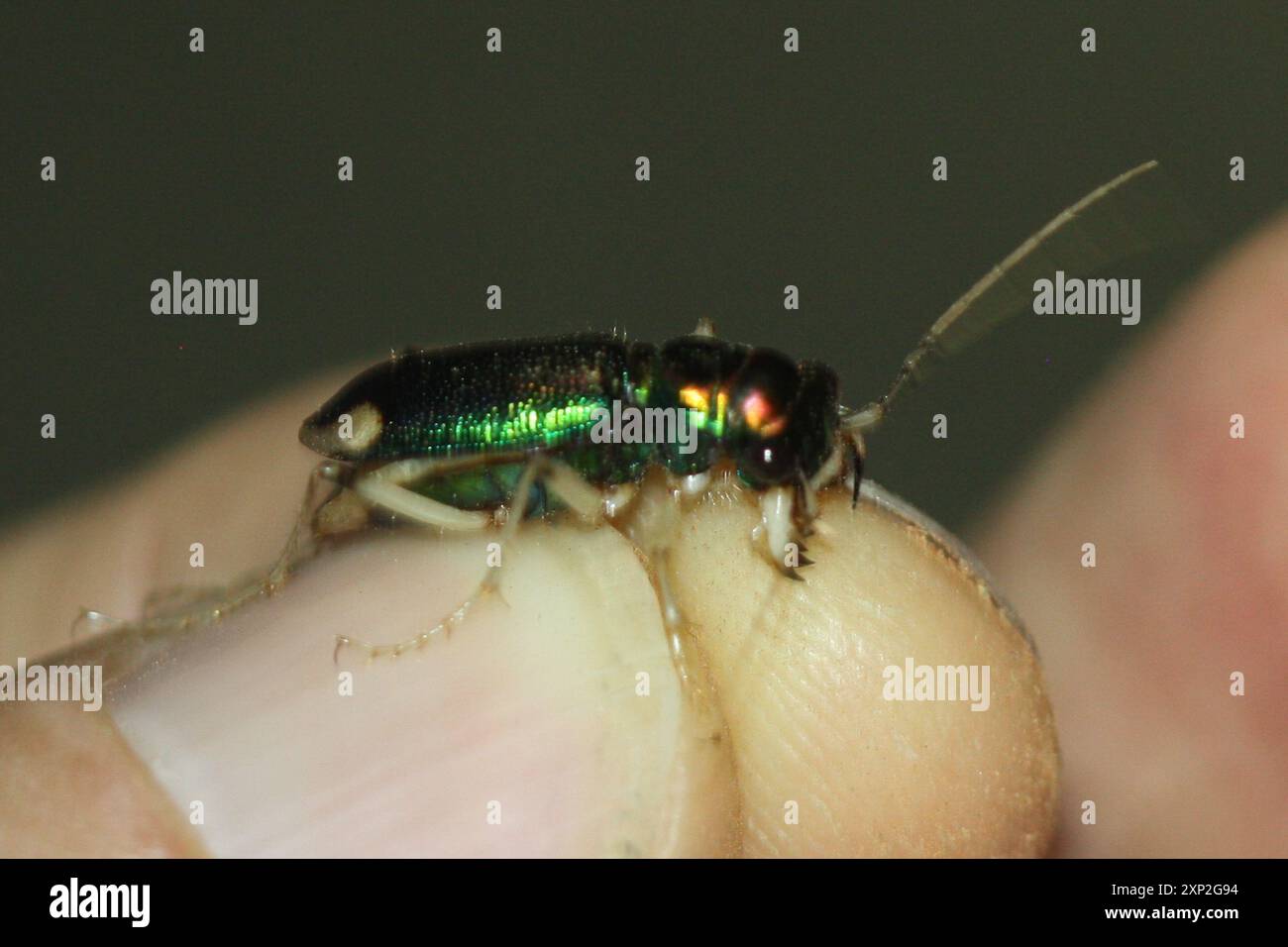 Metallic Tiger Beetles (Tetracha) Insecta Stock Photo - Alamy