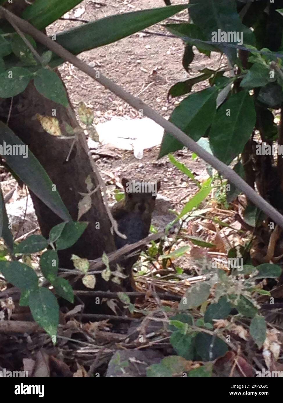 Deppes squirrel hi-res stock photography and images - Alamy