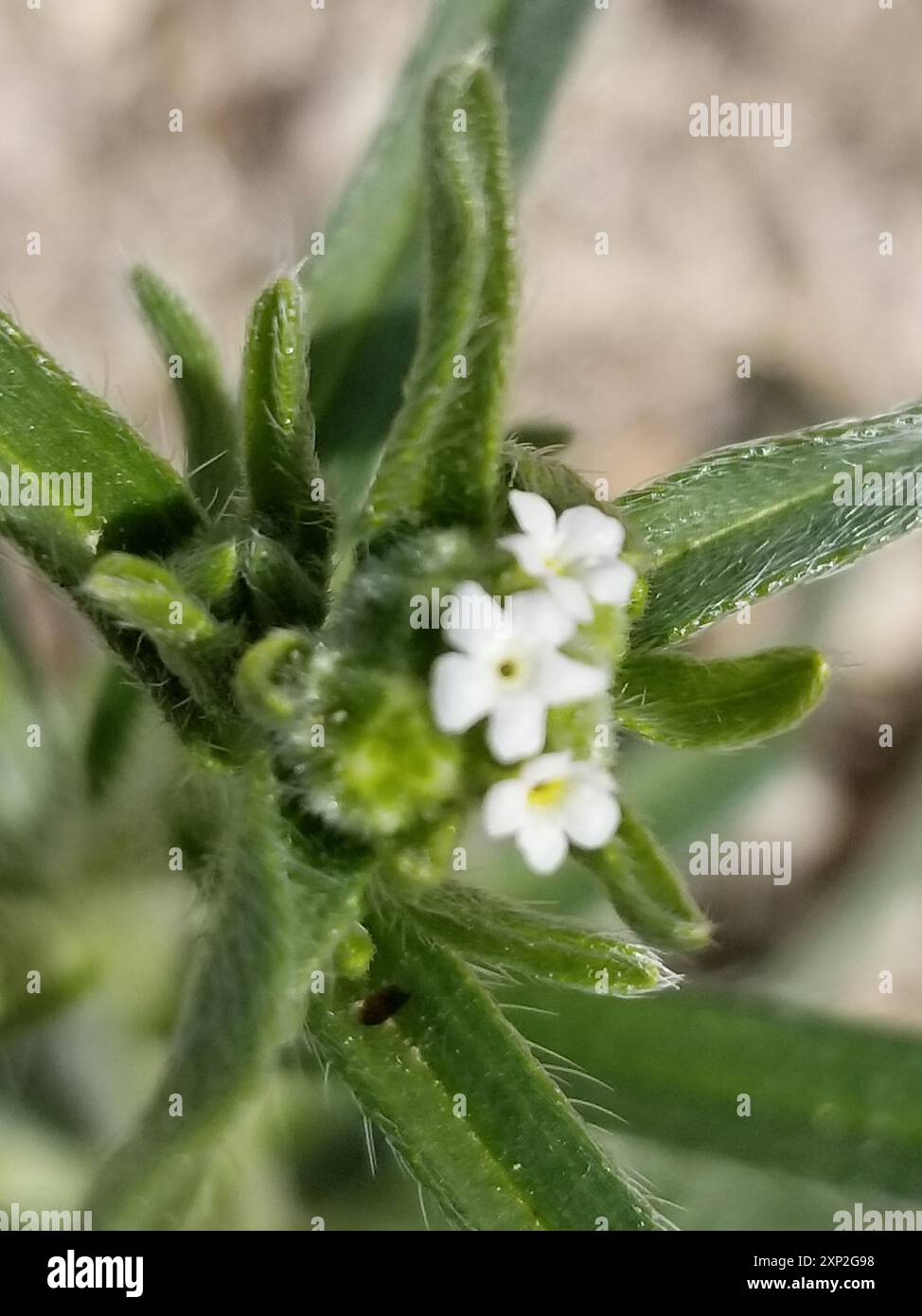 Clearwater cryptantha (Cryptantha intermedia) Plantae Stock Photo - Alamy