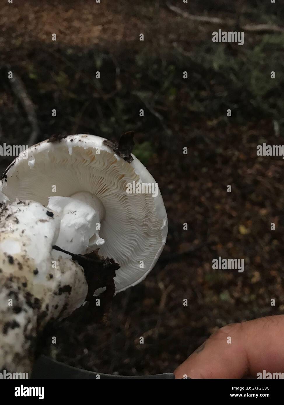 Western Destroying Angel (Amanita ocreata) Fungi Stock Photo - Alamy