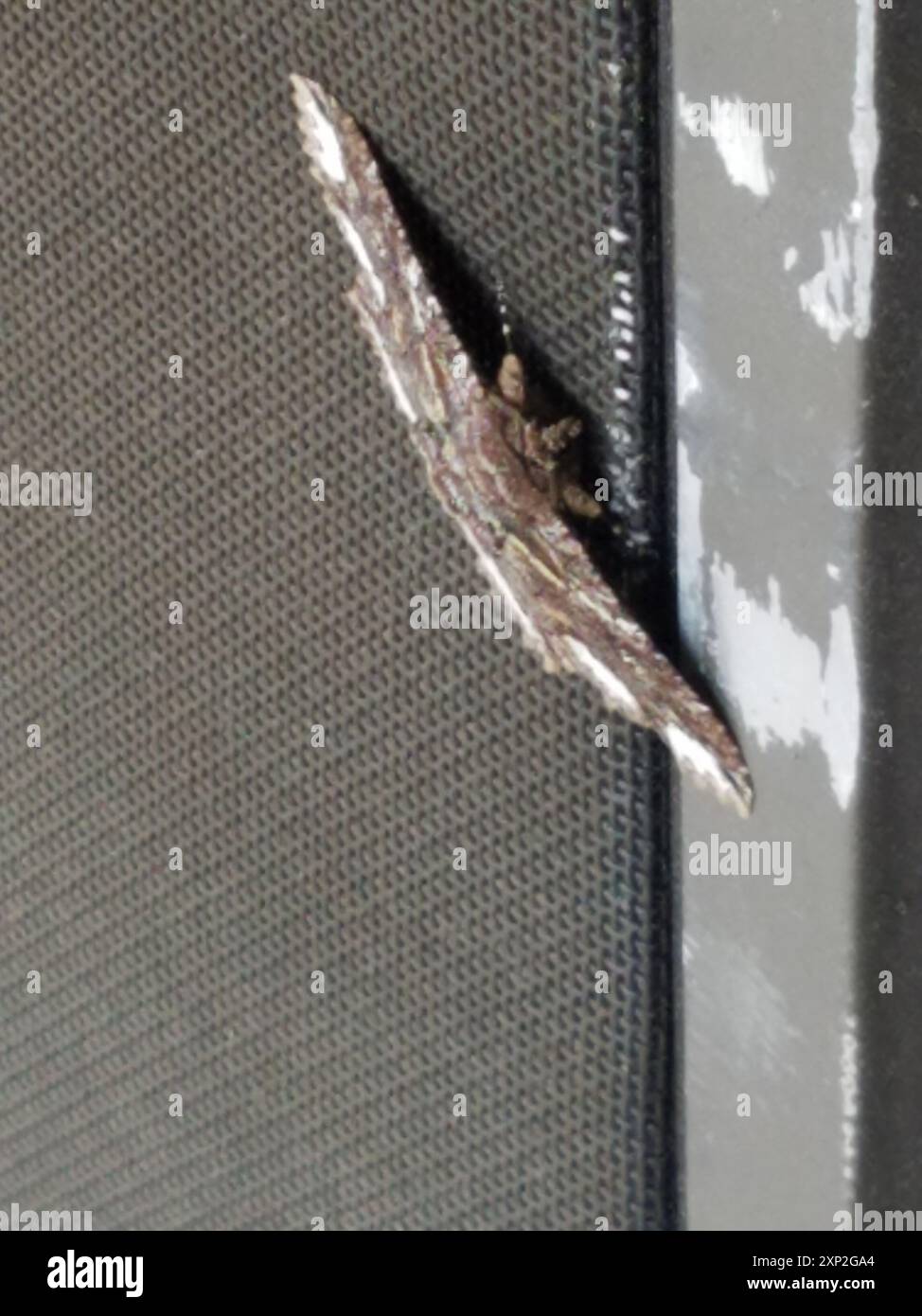 Lunate Zale Moth (Zale lunata) Insecta Stock Photo - Alamy