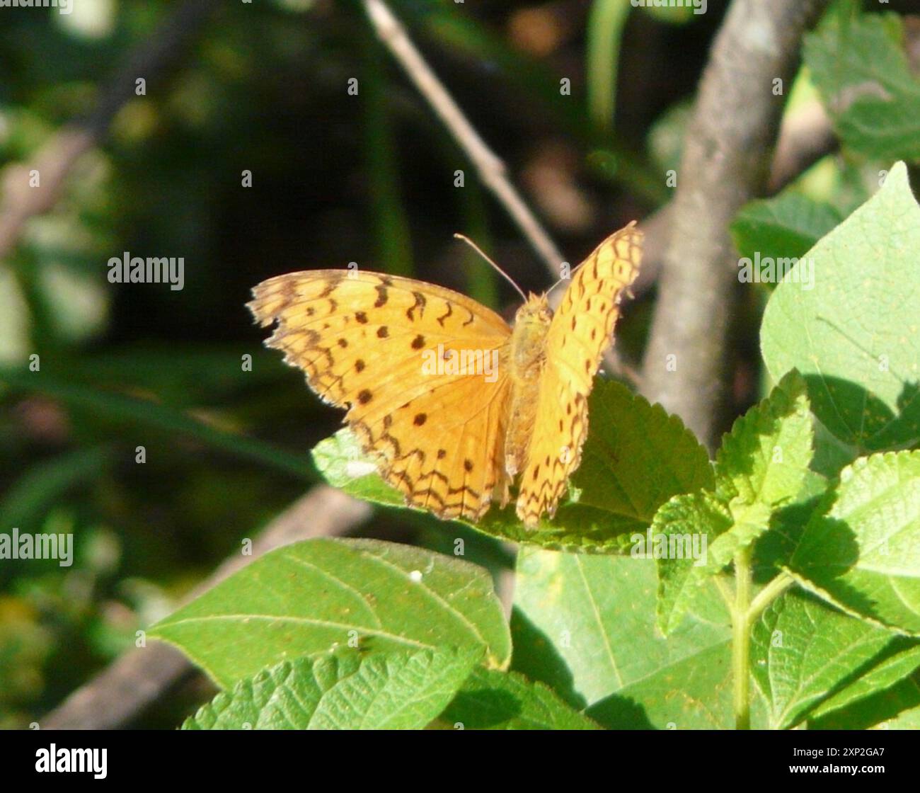 Common Leopard (Phalanta phalantha) Insecta Stock Photo - Alamy