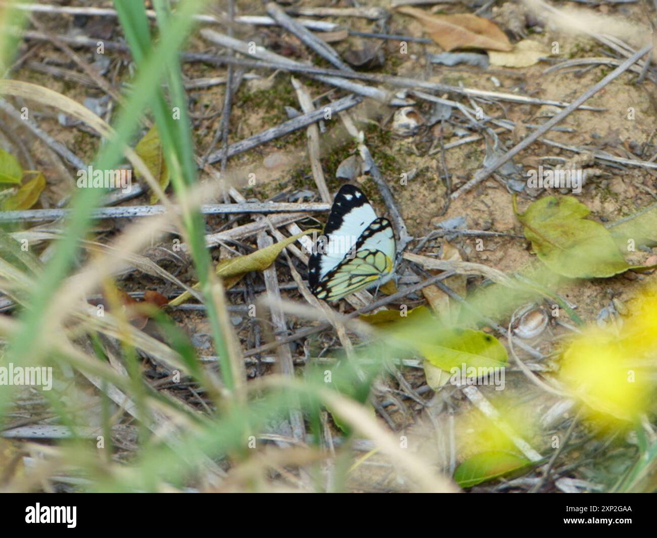 African Common White (Belenois creona severina) Insecta Stock Photo - Alamy