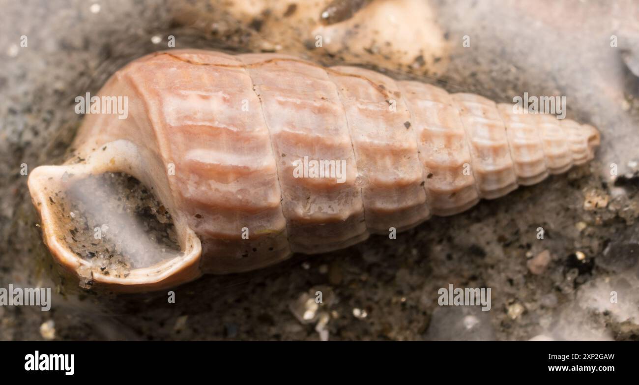 Gastropods (Gastropoda) Mollusca Stock Photo - Alamy