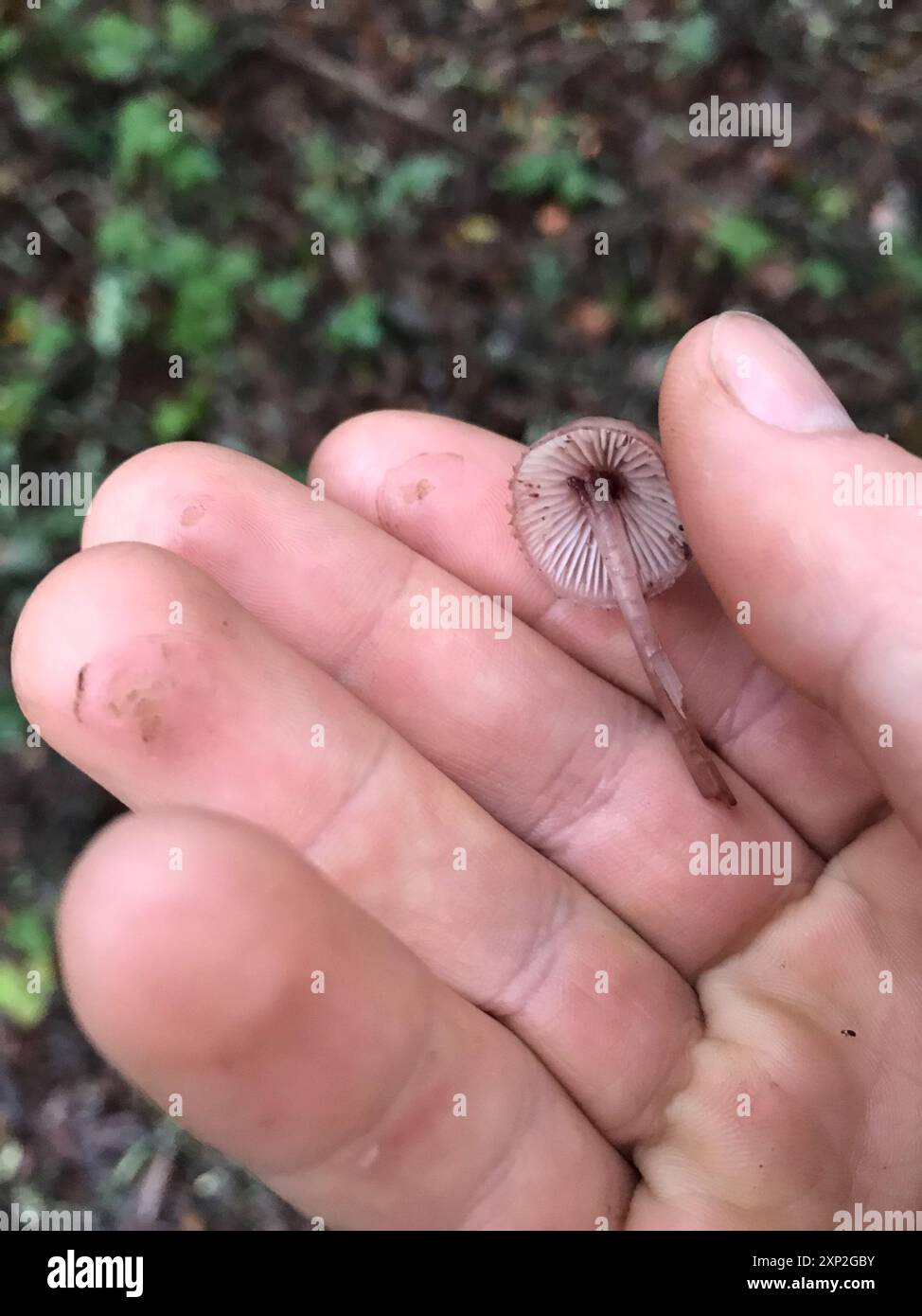 Bleeding Fairy Helmet (Mycena haematopus) Fungi Stock Photo - Alamy