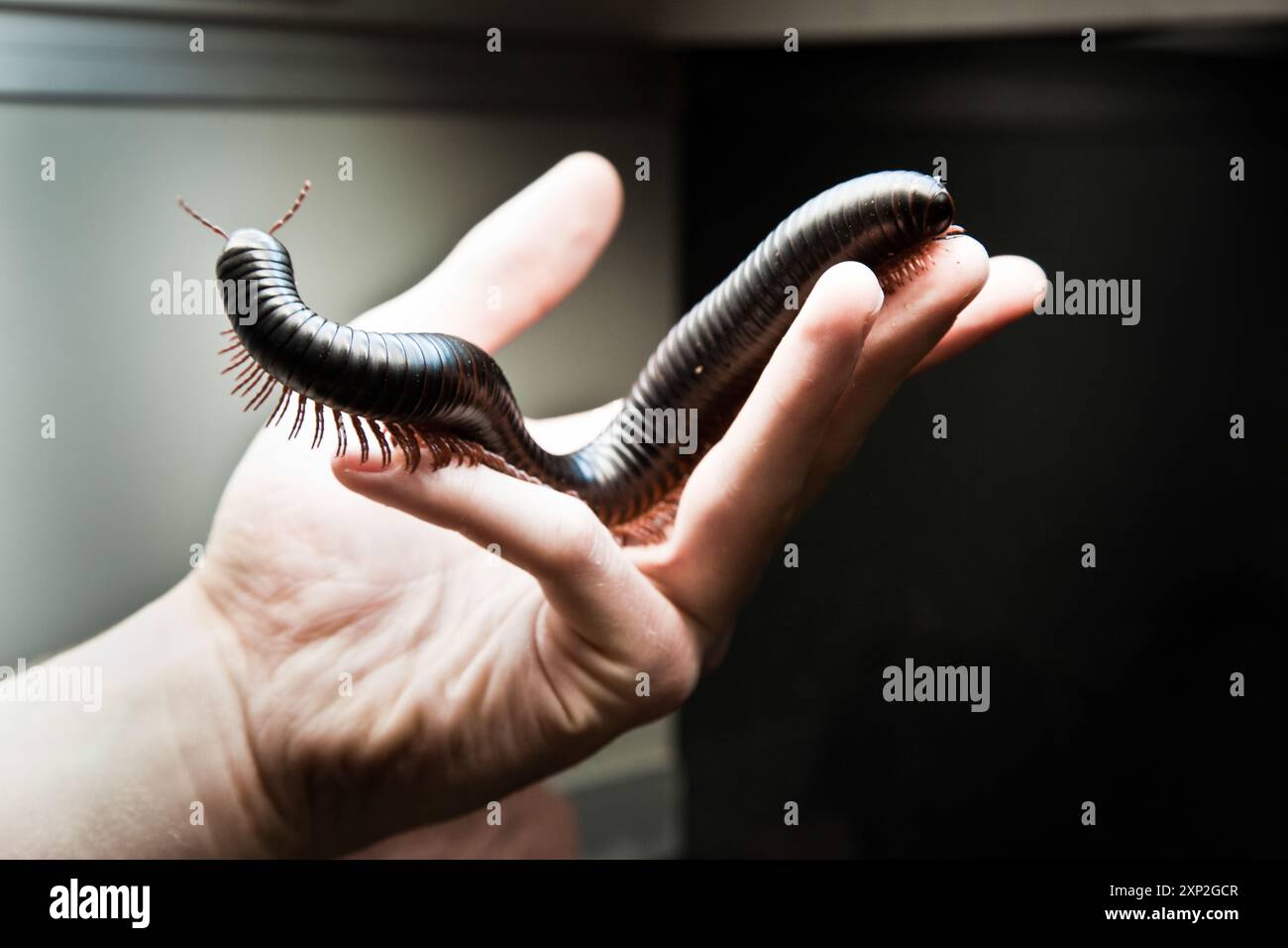 A close-up image of a giant African millipede, Archispirostreptus gigas ...