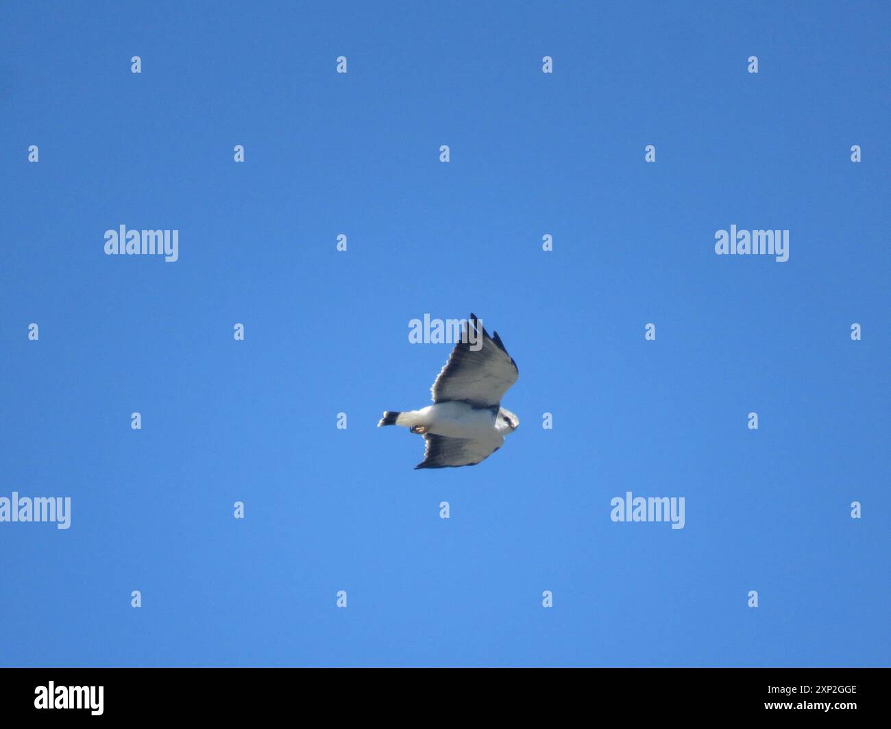 Variable Hawk (Geranoaetus polyosoma) Aves Stock Photo - Alamy