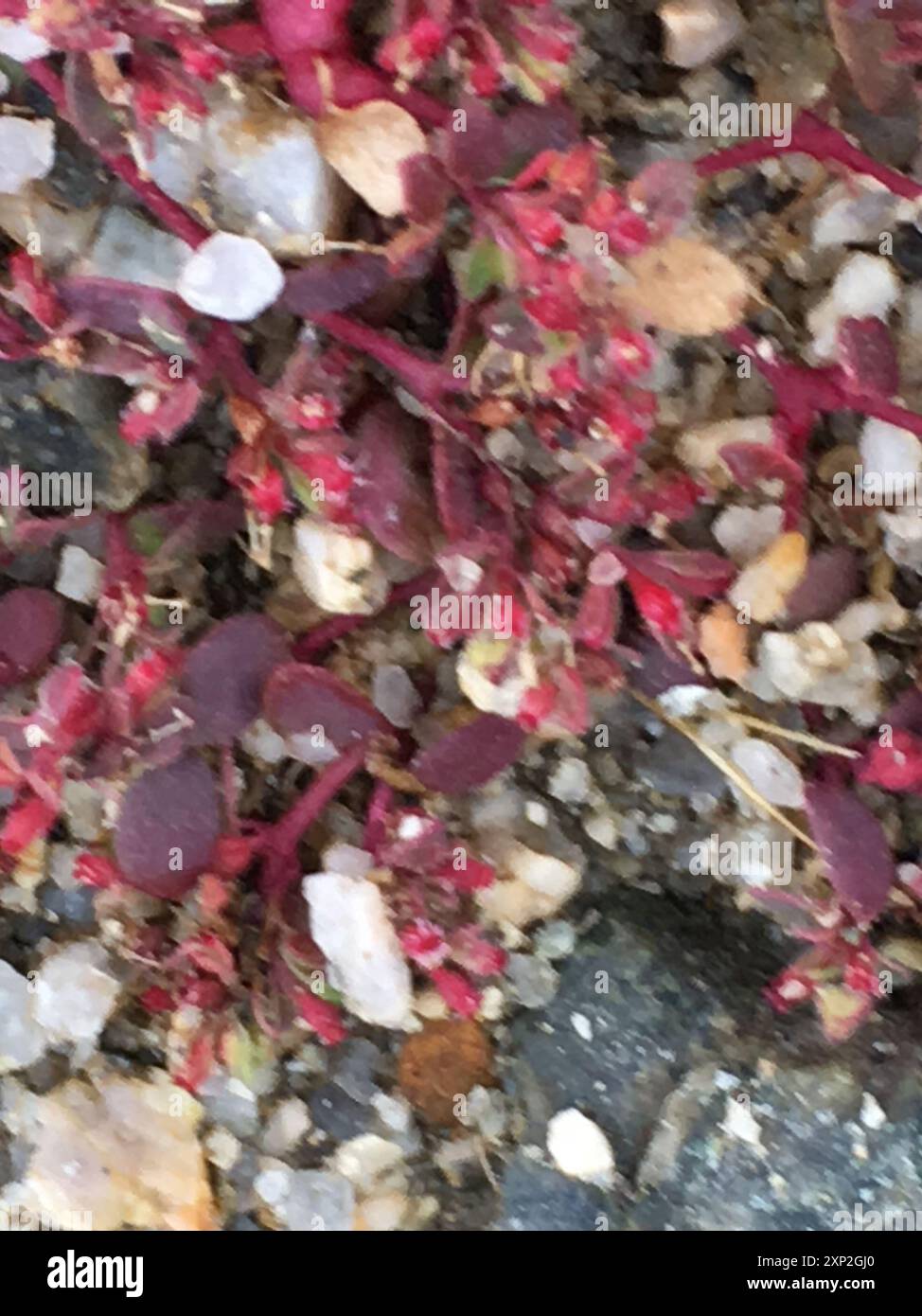 Yuma Sandmat (Euphorbia setiloba) Plantae Stock Photo - Alamy