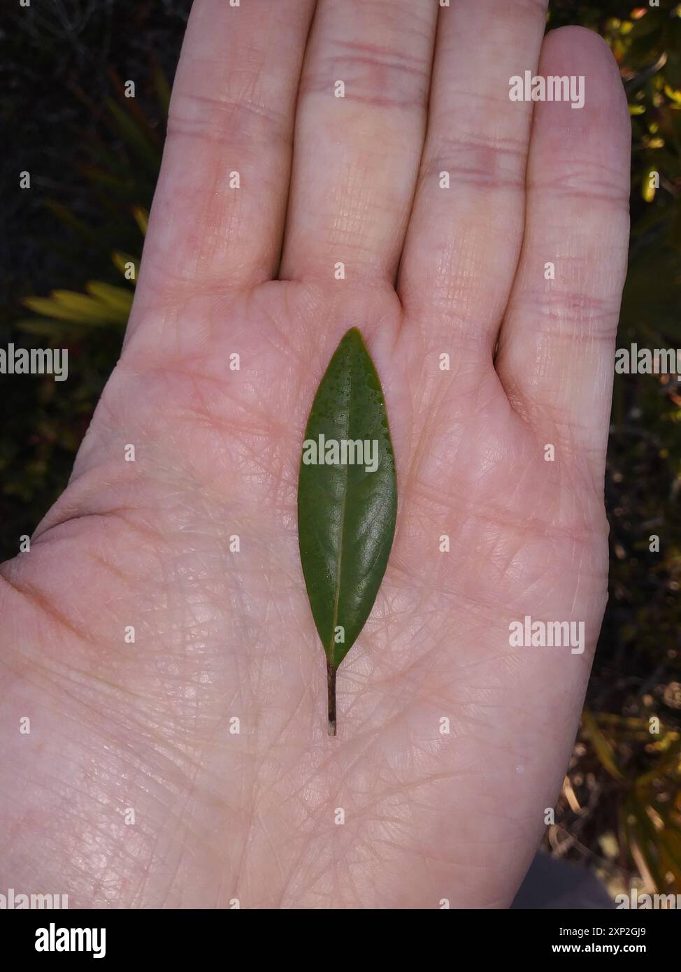 Silk Bay (Persea humilis) Plantae Stock Photo - Alamy