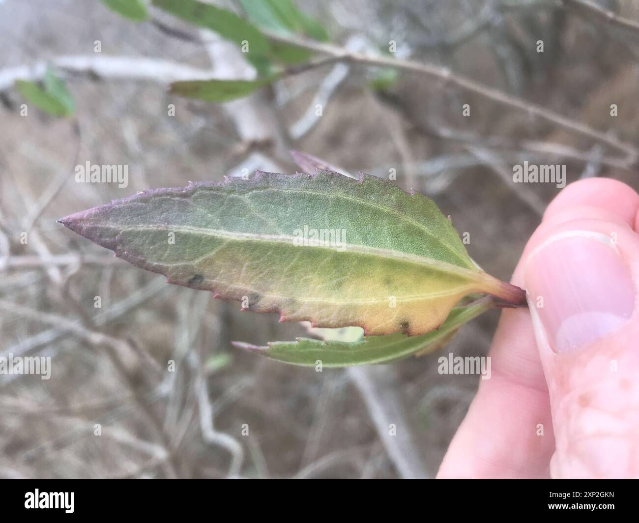 Southern Maritime Marsh-Elder (Iva frutescens frutescens) Plantae Stock ...