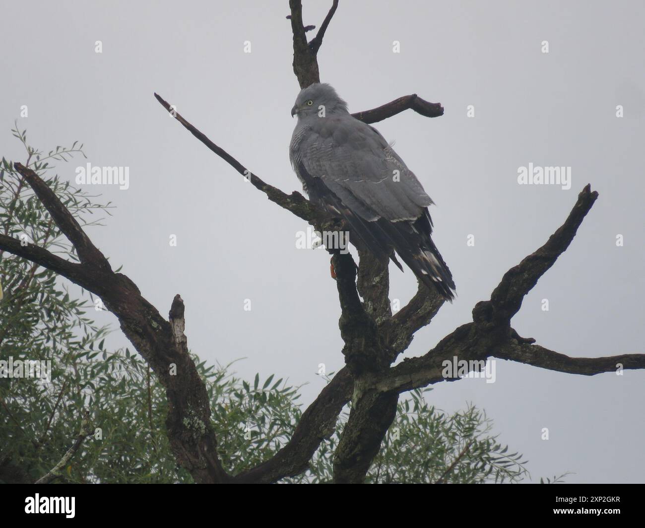 Crane Hawk (Geranospiza caerulescens) Aves Stock Photo - Alamy